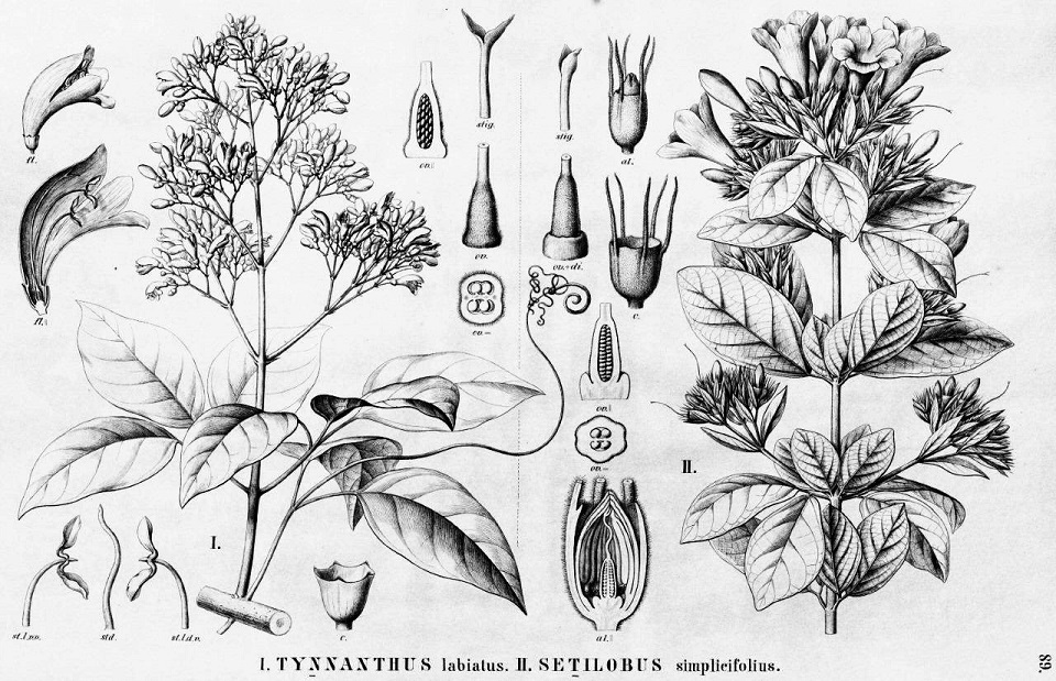 Clavo Huasca - Tynanthus panurensis