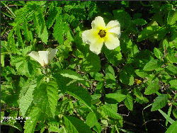 TURNERA DIFFUSA - DAMIANA.