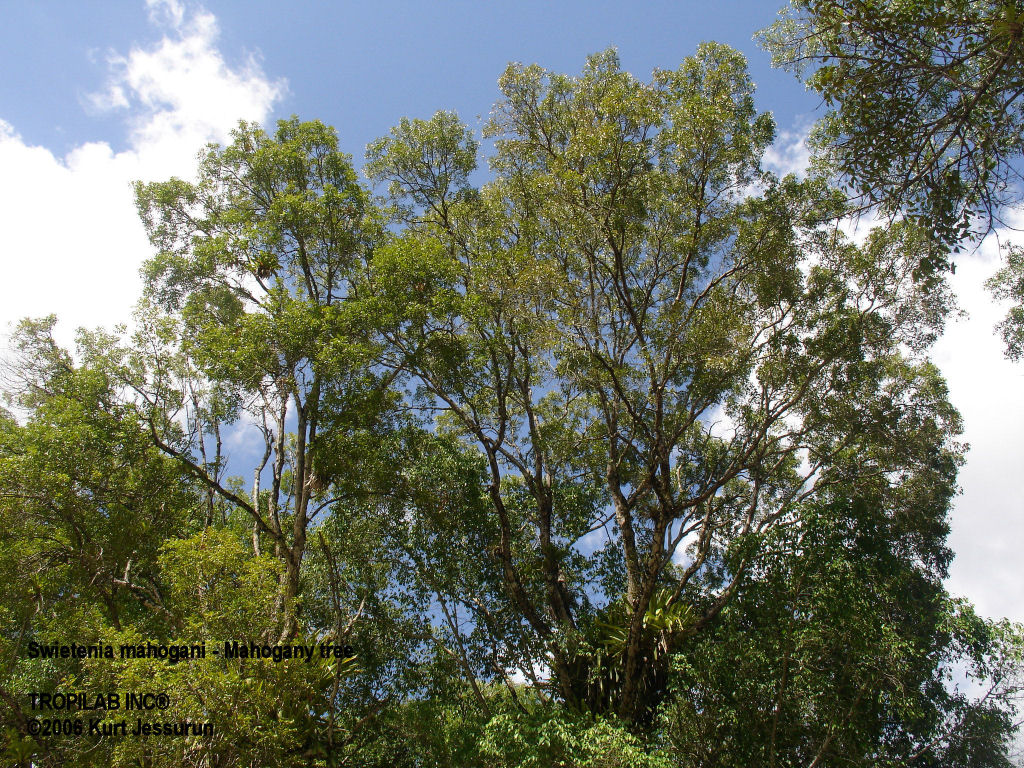 Swietenia Mahogani and Macrophylla