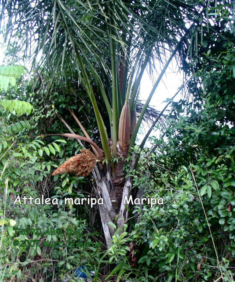 ATTALEA MARIPA - MARIPA.